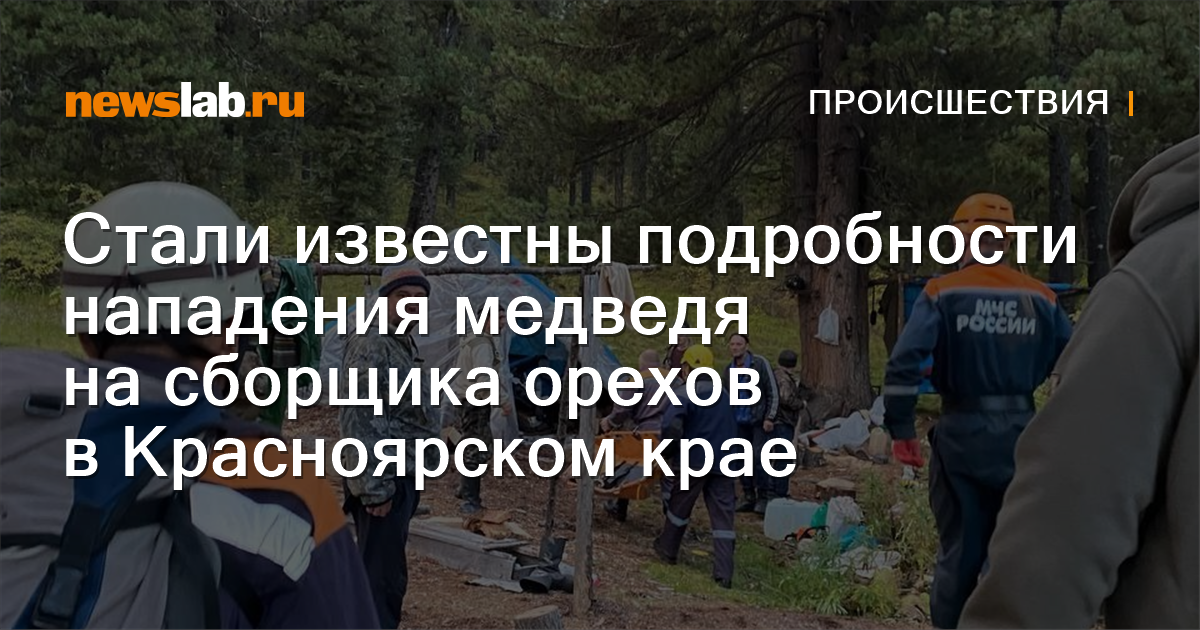 Стали известны подробности нападения медведя на сборщика орехов в ...